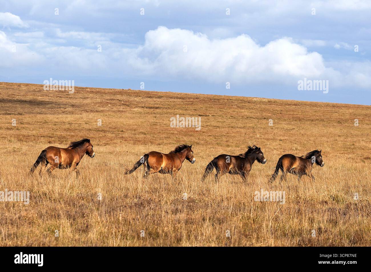 Brendon Common, Exmoor, UK. 24th Sep 2025 The gathering of the iconic ...