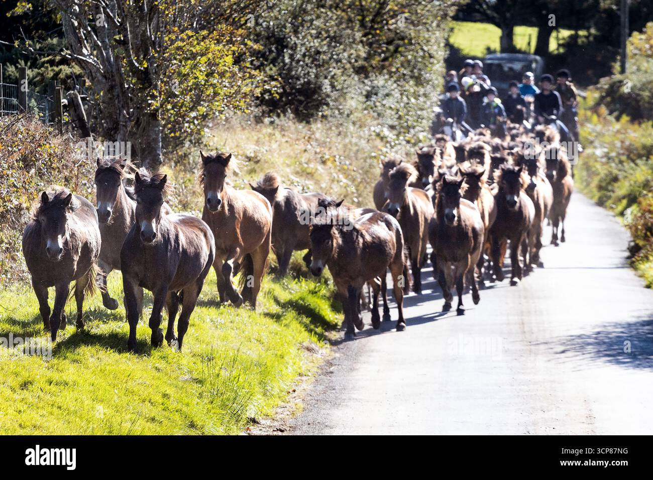 Brendon Common, Exmoor, UK. 24th Sep 2025 The gathering of the iconic ...