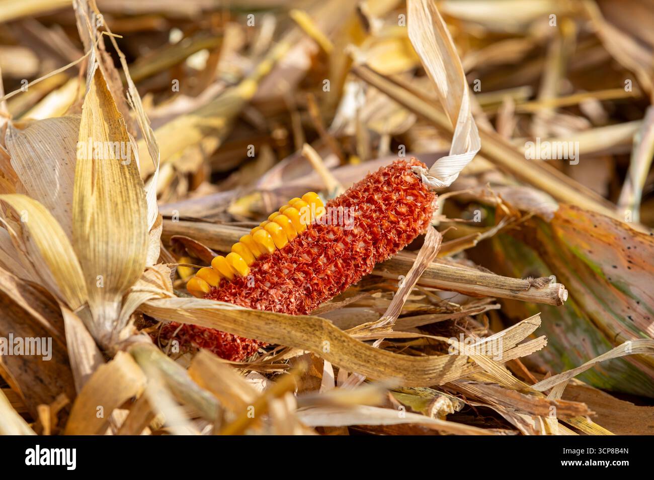 Corn cob with kernels laying in cornfield after fall harvest. Corn ...