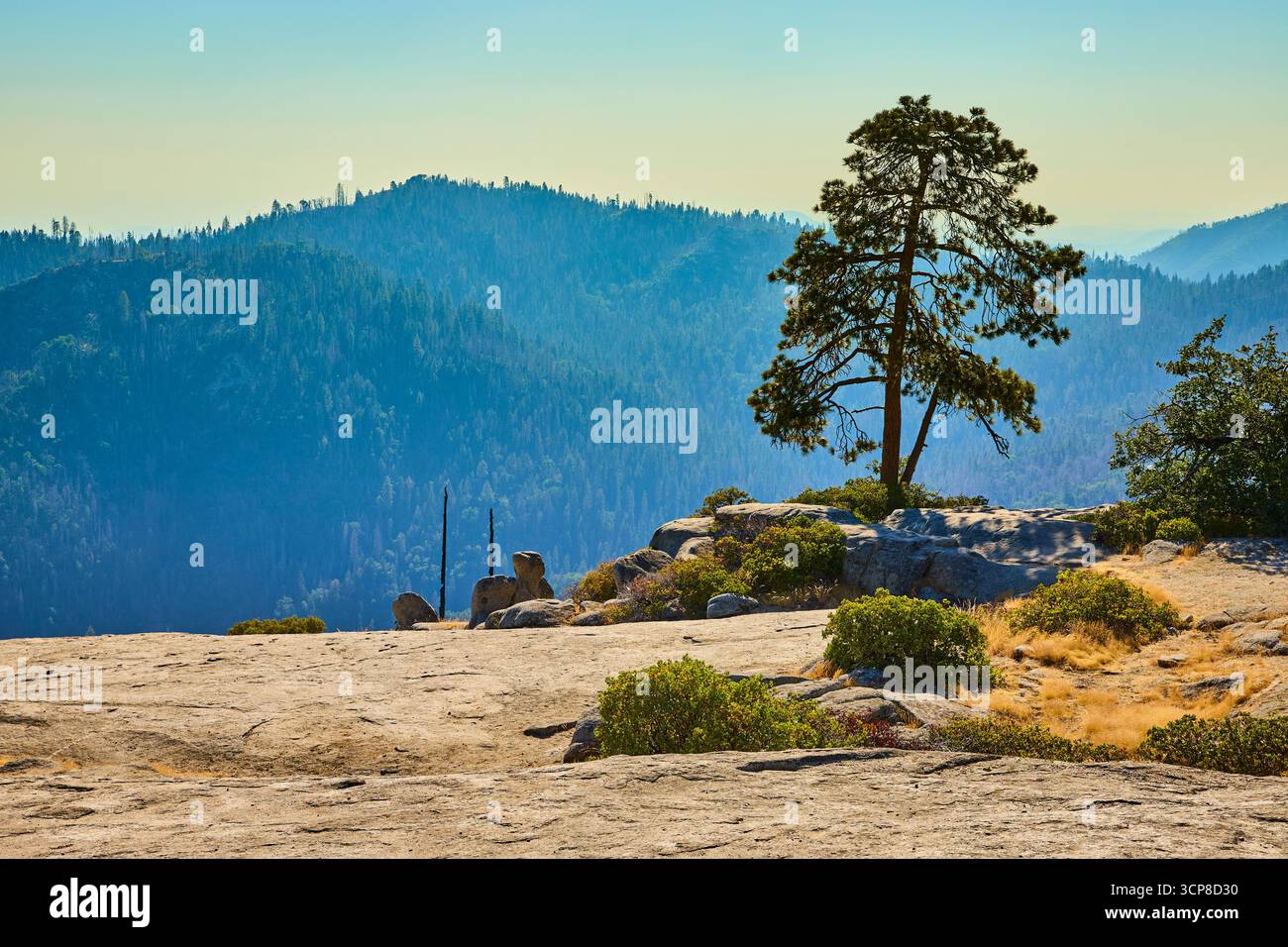 Pine tree forest foothills hi-res stock photography and images - Alamy