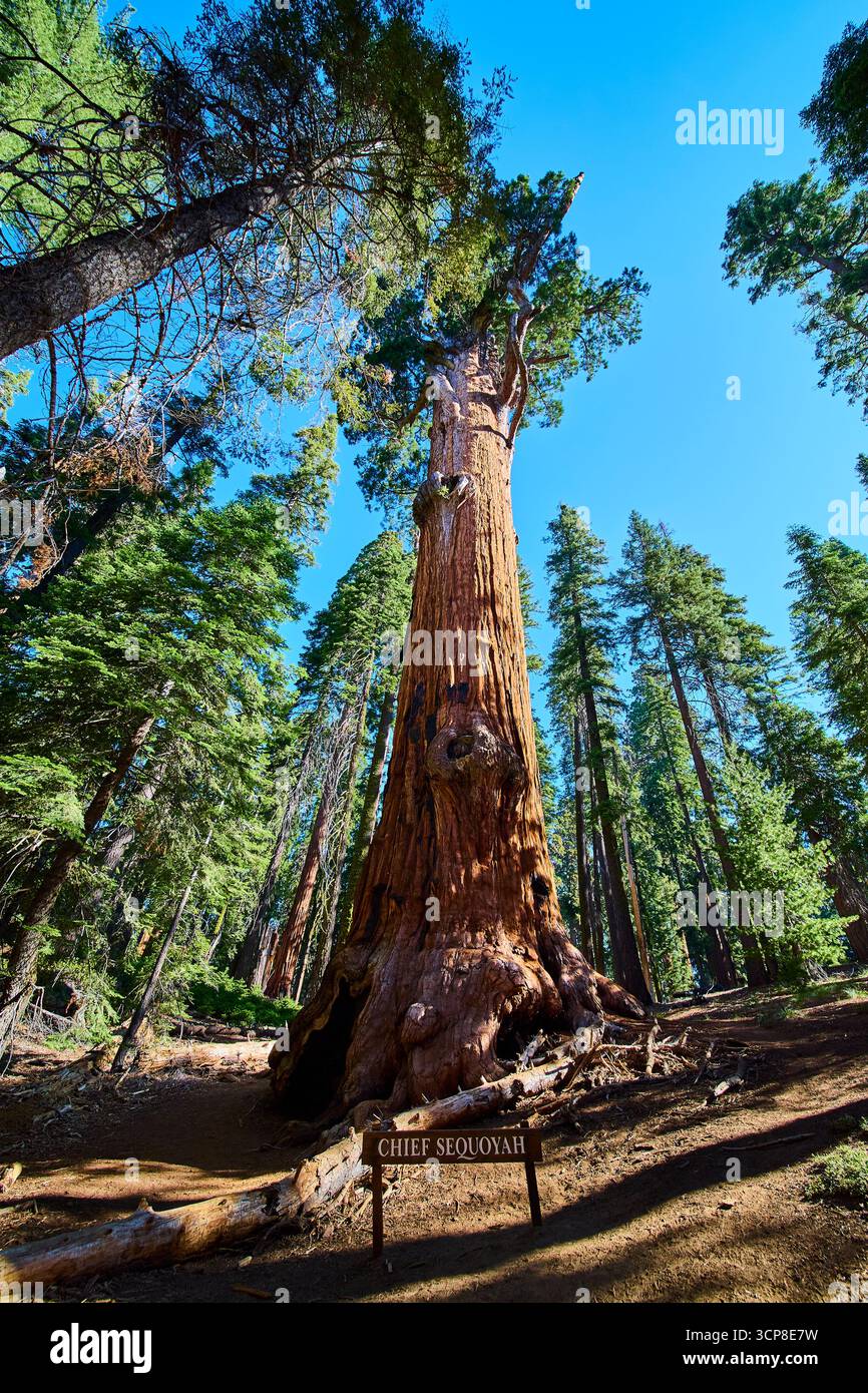 Chief sequoyah tree hi-res stock photography and images - Alamy