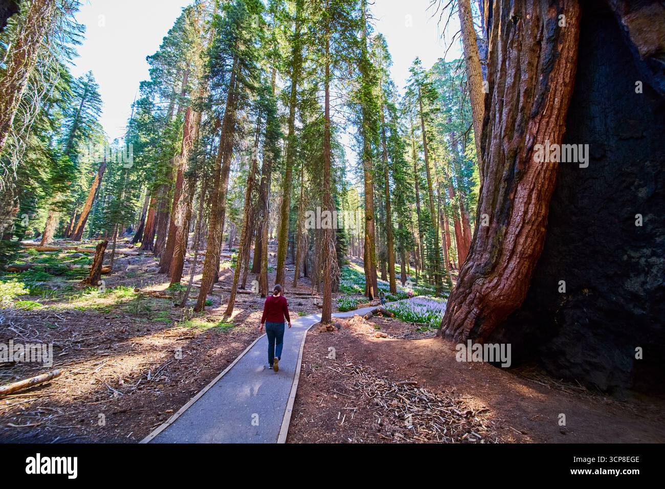 Sequoia National Park Congress Trail Hiker Among Giant Trees and Forest ...