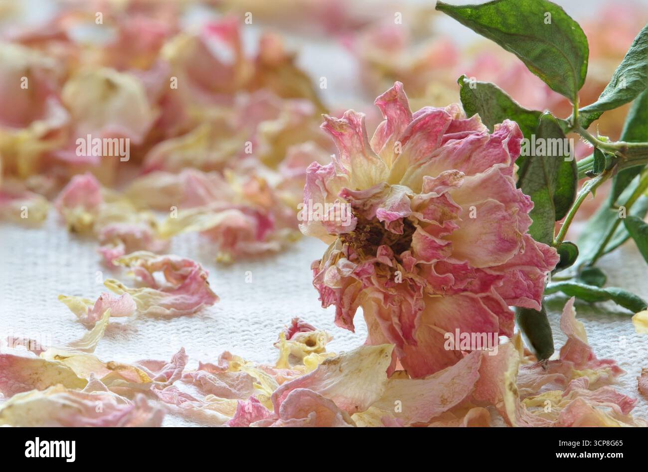 Savannah sunbelt hi-res stock photography and images - Alamy