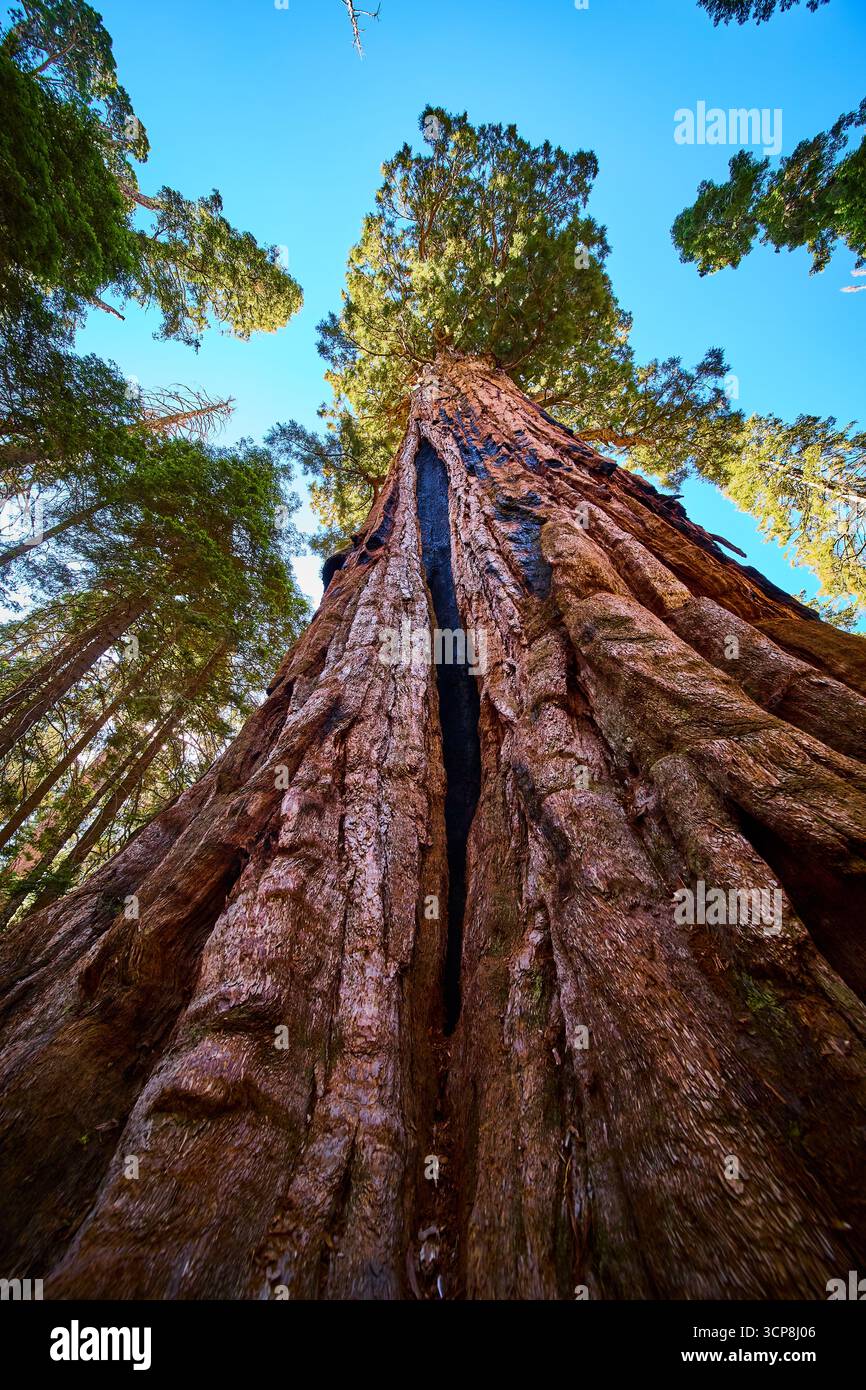 Giant Sequoia Tree Trunk Low Angle Sunlit Bark and Canopy in Sequoia ...