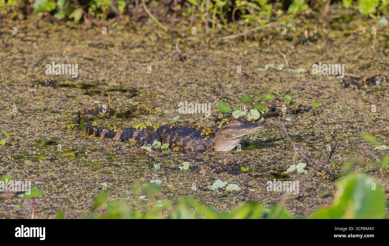 Baby alligator lying in hi-res stock photography and images - Alamy