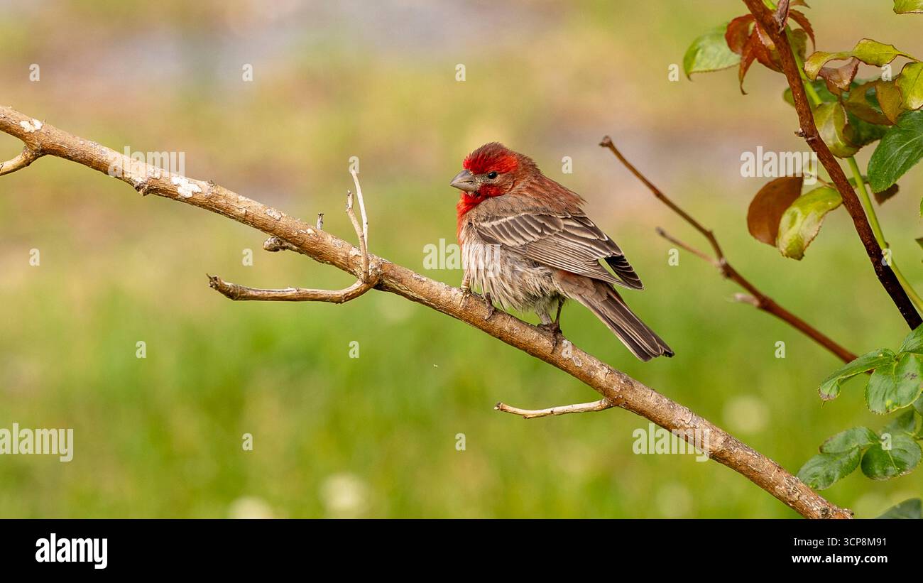 A single house finch perched on a thin branch Stock Photo - Alamy