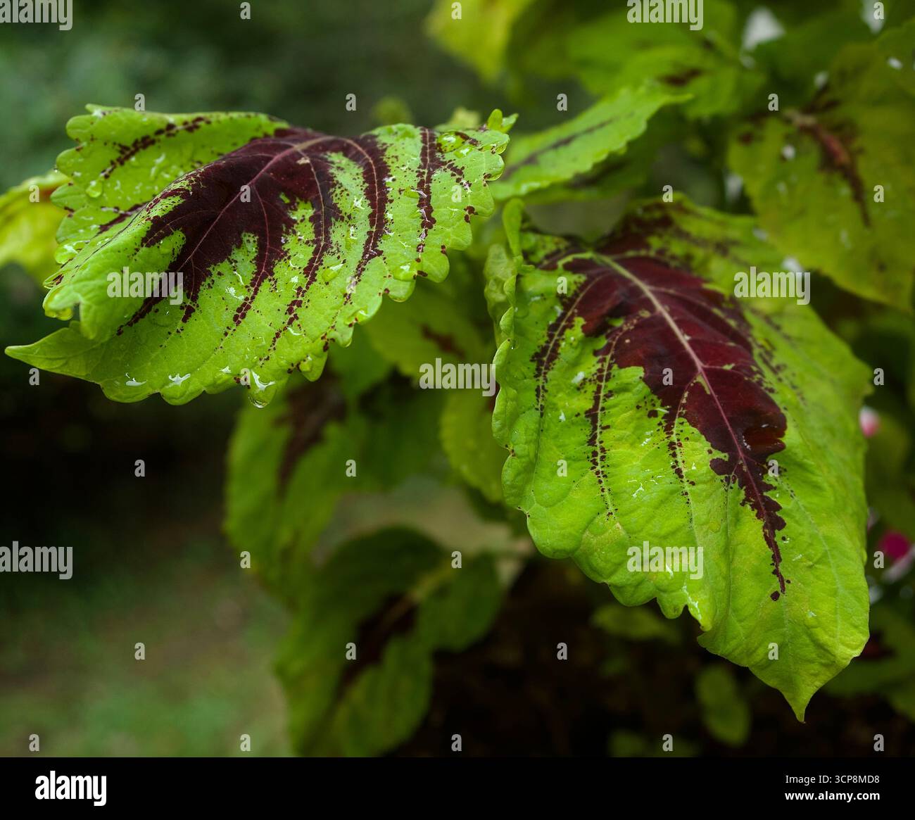 Coleus Plant Close Up, NY State Stock Photo - Alamy