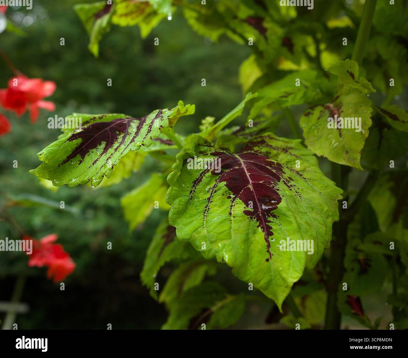 Coleus Plant Close Up, NY State Stock Photo - Alamy