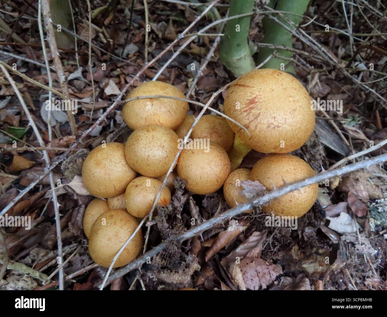 der Honiggelbe Hallimasch - im Herbst ein absoluter HIngucker ...