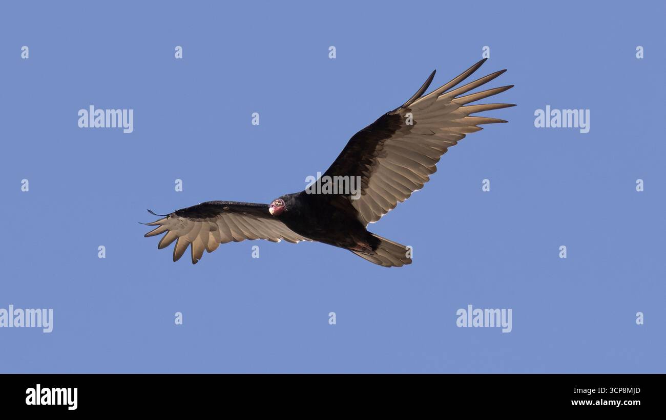 A turkey vulture in flight Stock Photo - Alamy