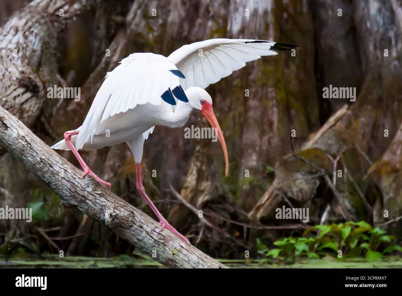 A white ibis with wings outstretched walking down a log along the ...