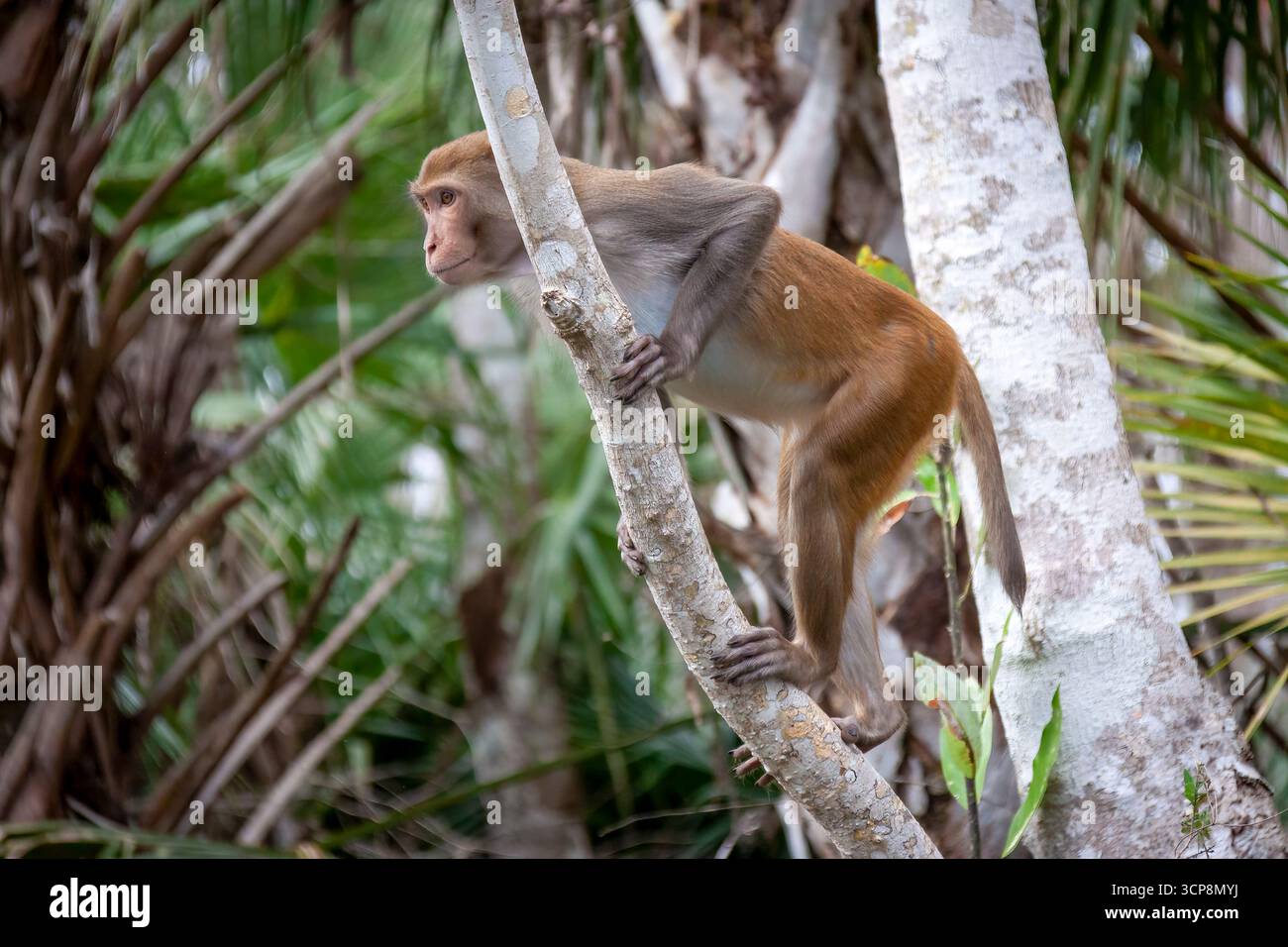 Rhesus macaque monkey along the Silver River in Florida Stock Photo - Alamy