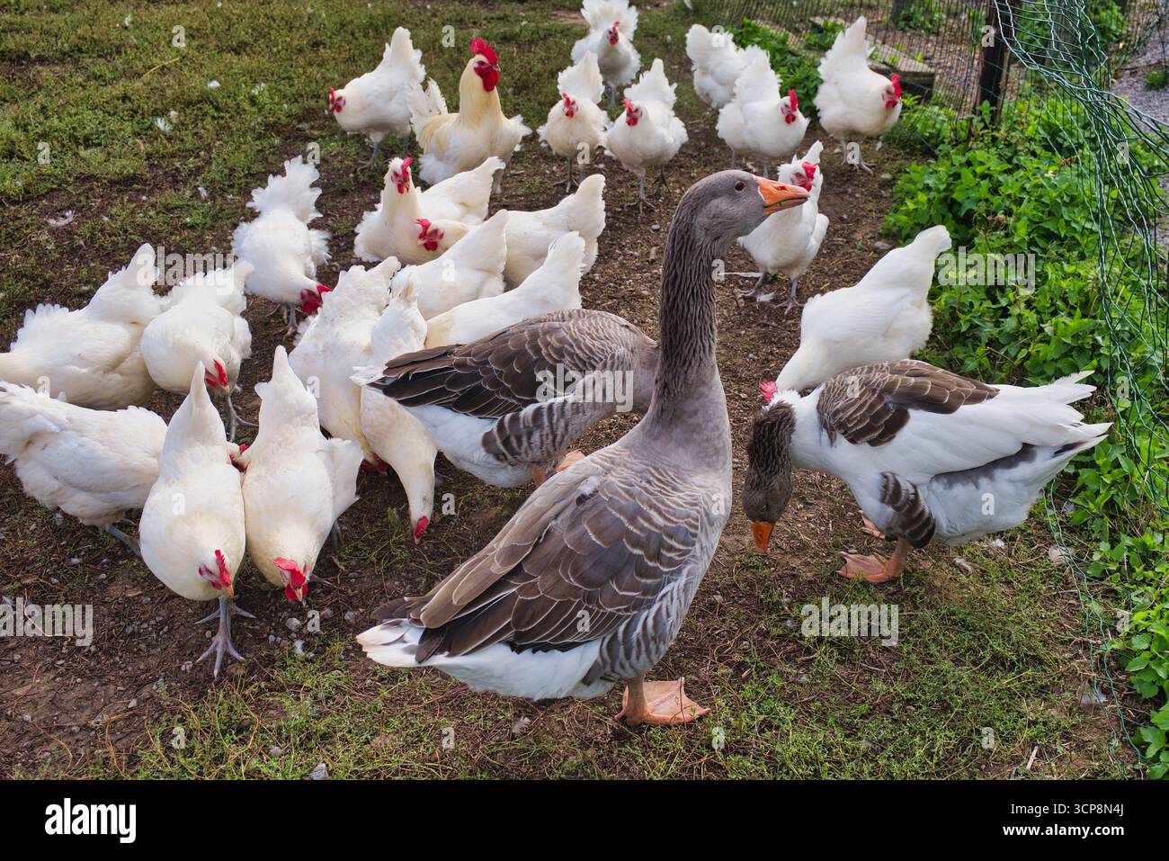 Domestic geese and white chickens feeding together on ground in rural ...