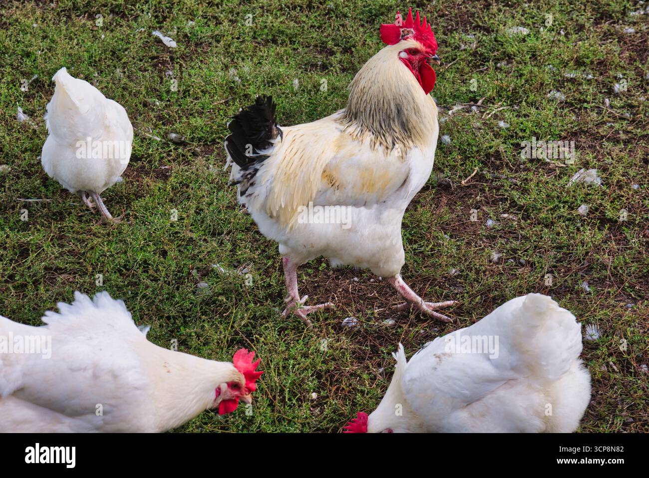 Rooster with white chickens on rural farm field pecking grass in ...