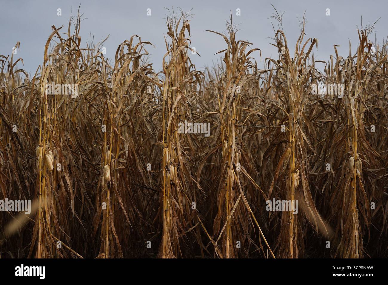 A field of corn waits for harvest, Wednesday, Sept. 24, 2025, in ...