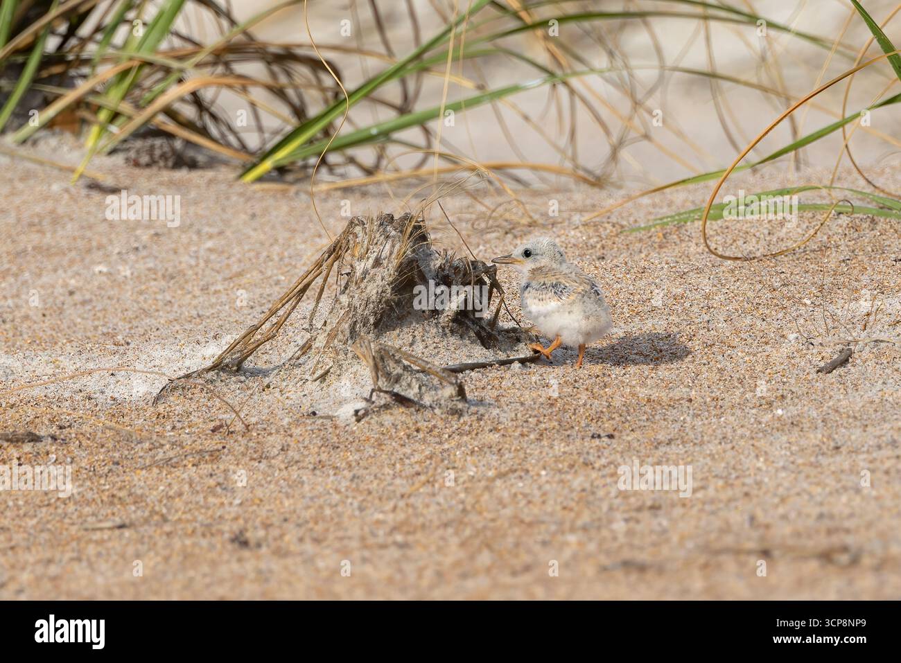 A single least tern chick alone on the beach with one foot lifted Stock ...