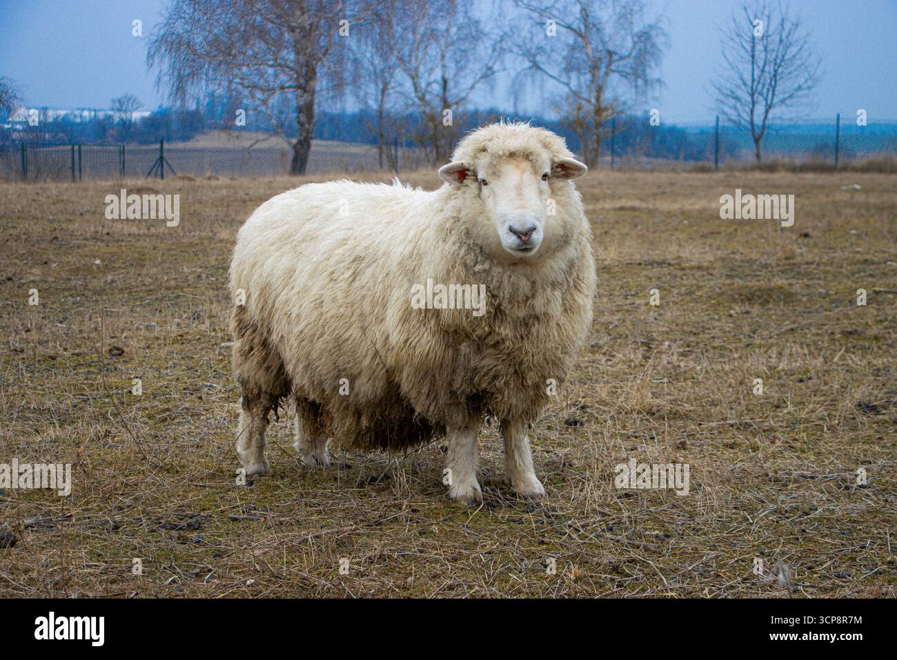 Domestic sheep standing in an enclosure on a farm, symbol of ...