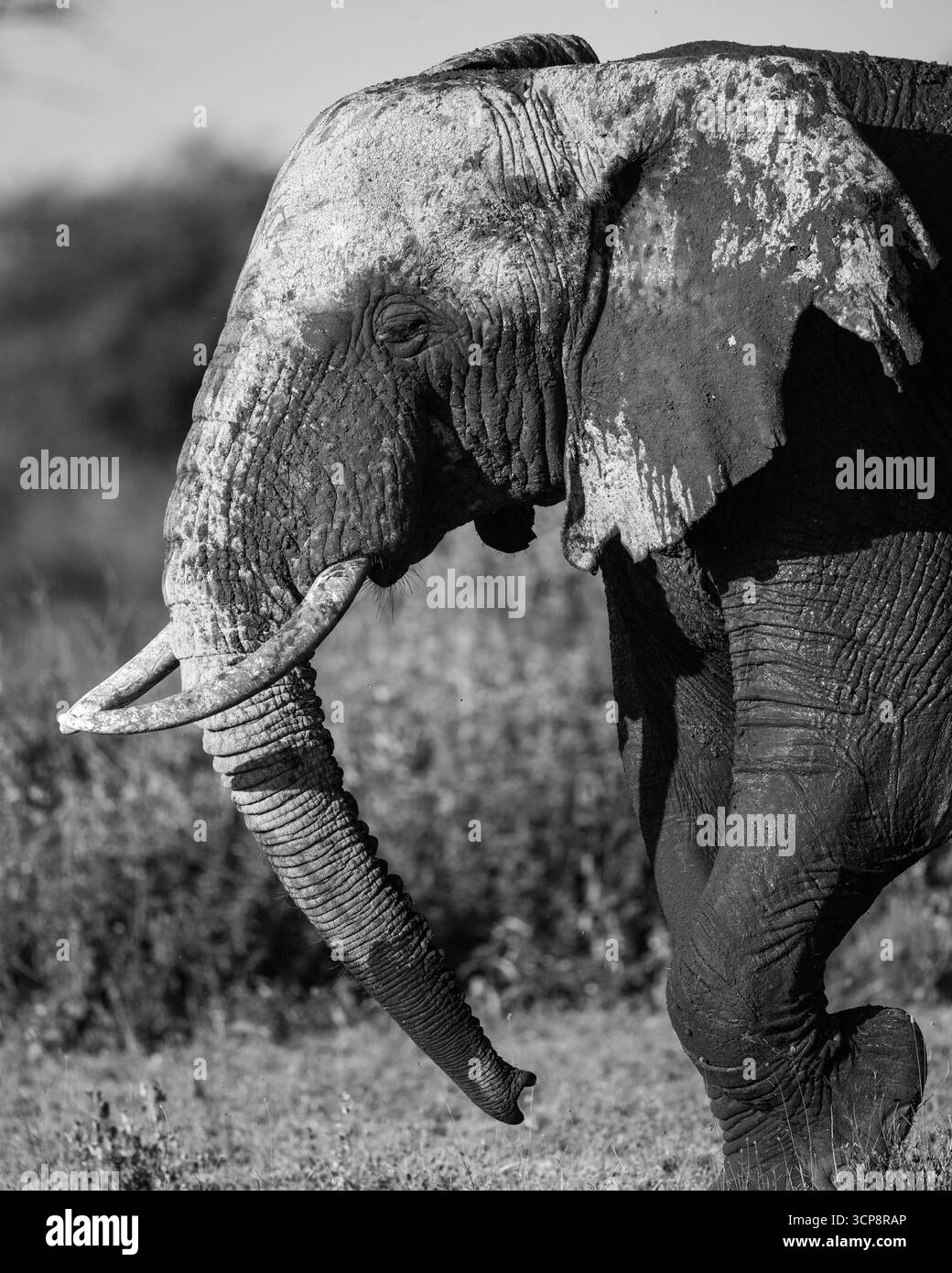 Wild safari camp Black and White Stock Photos & Images - Alamy