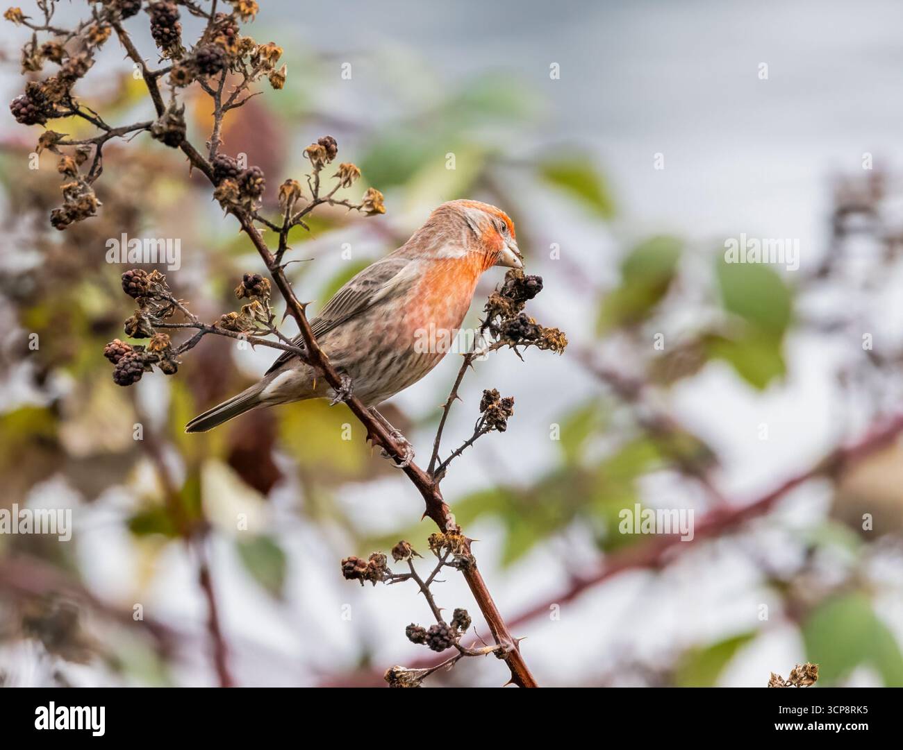 A house finch eating seeds in Seattle. Washington Stock Photo - Alamy