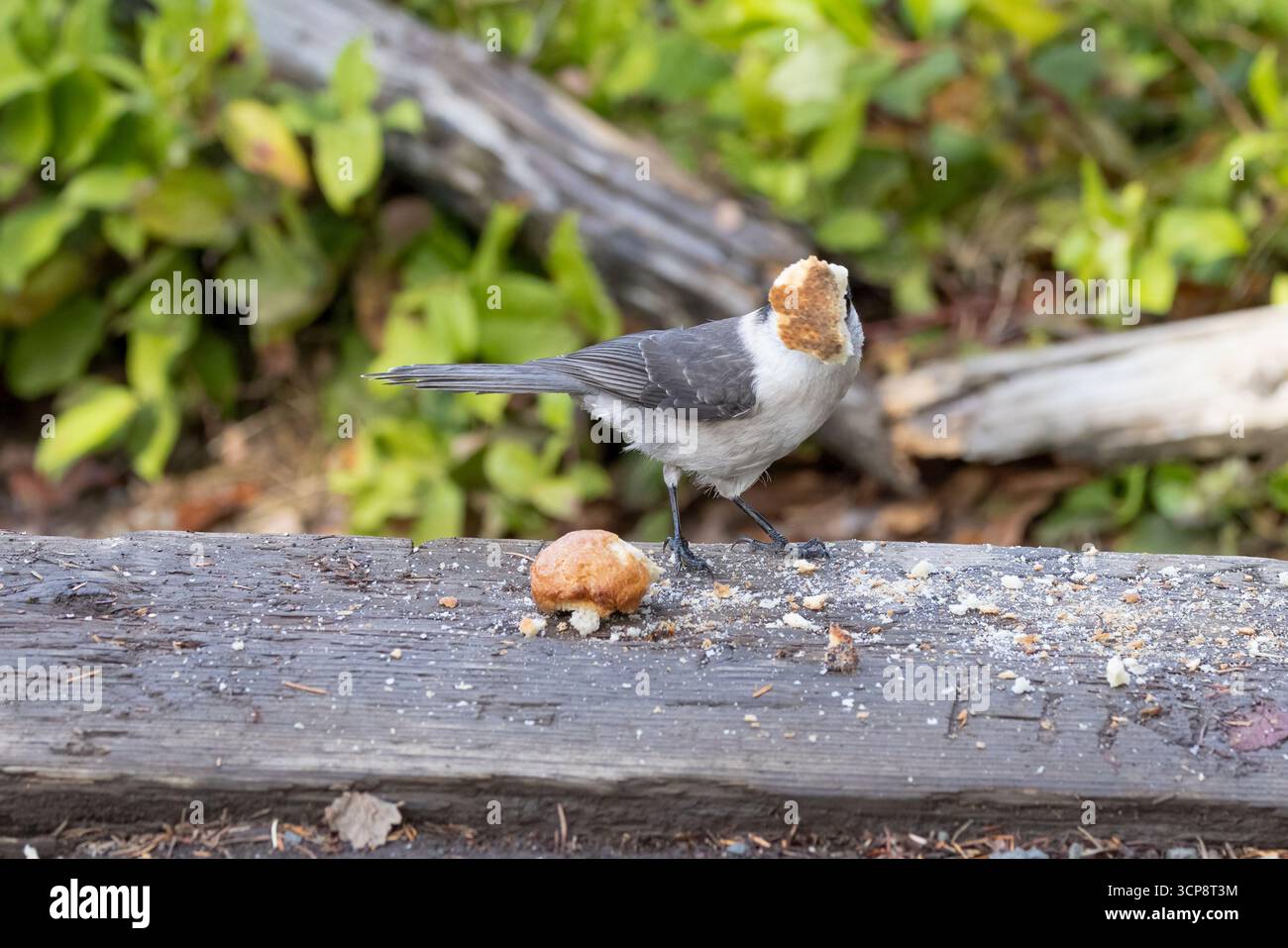 A Canada jay with food in its beak looking at the camera and the food ...