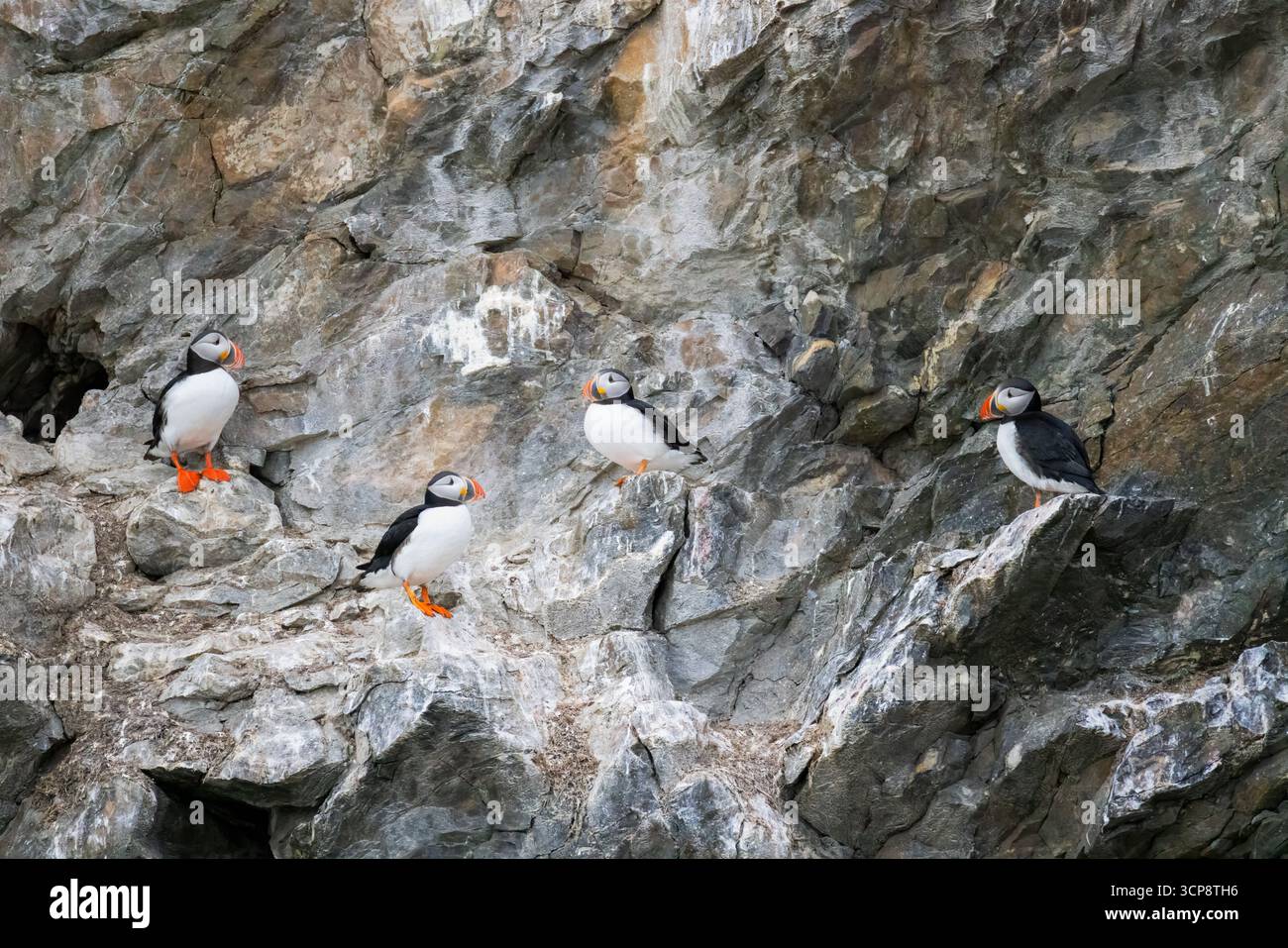 Four Atlantic puffins perched on the side of a rocky cliff in Svalbard ...