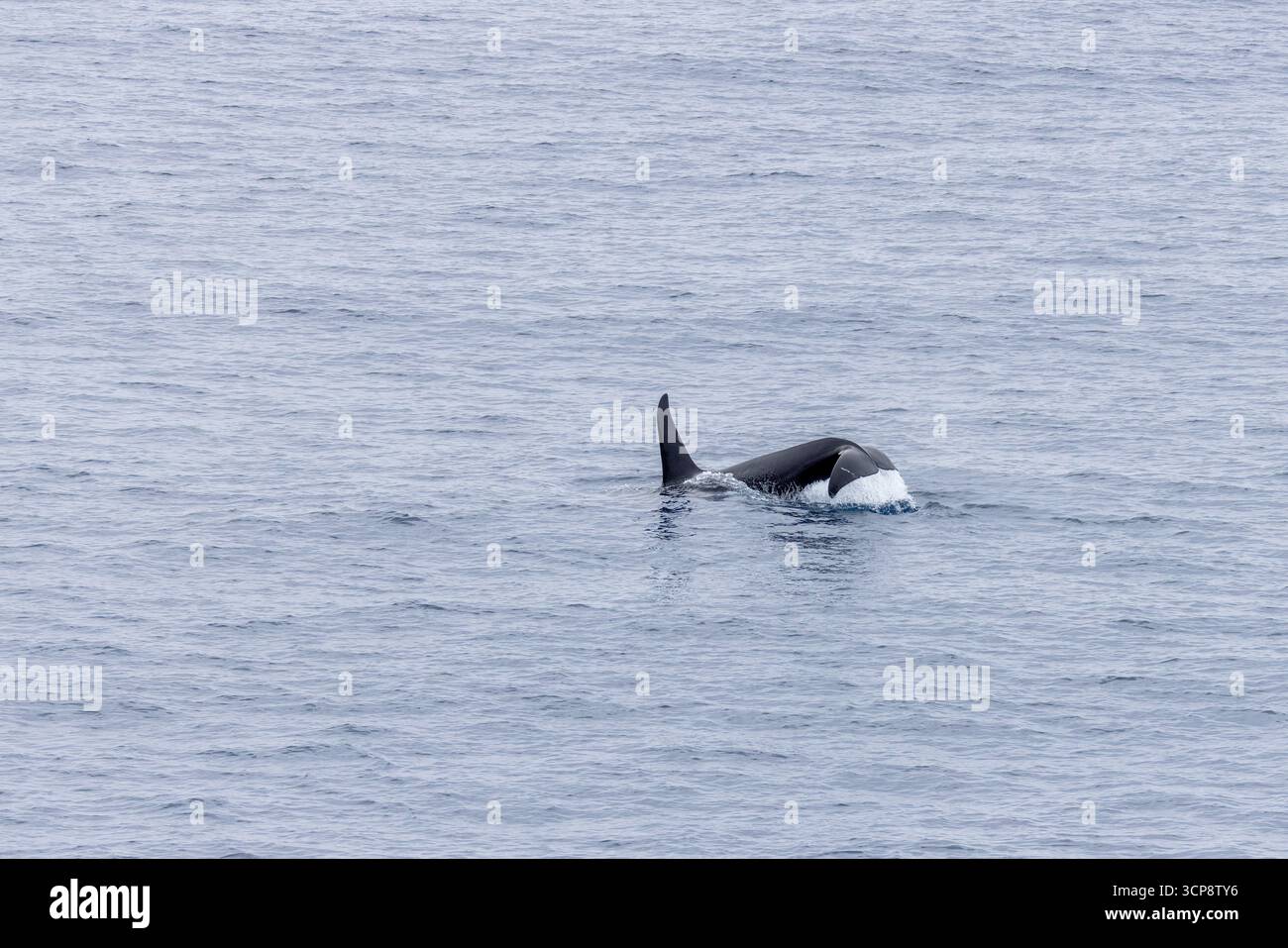 Orca tail slapping hi-res stock photography and images - Alamy