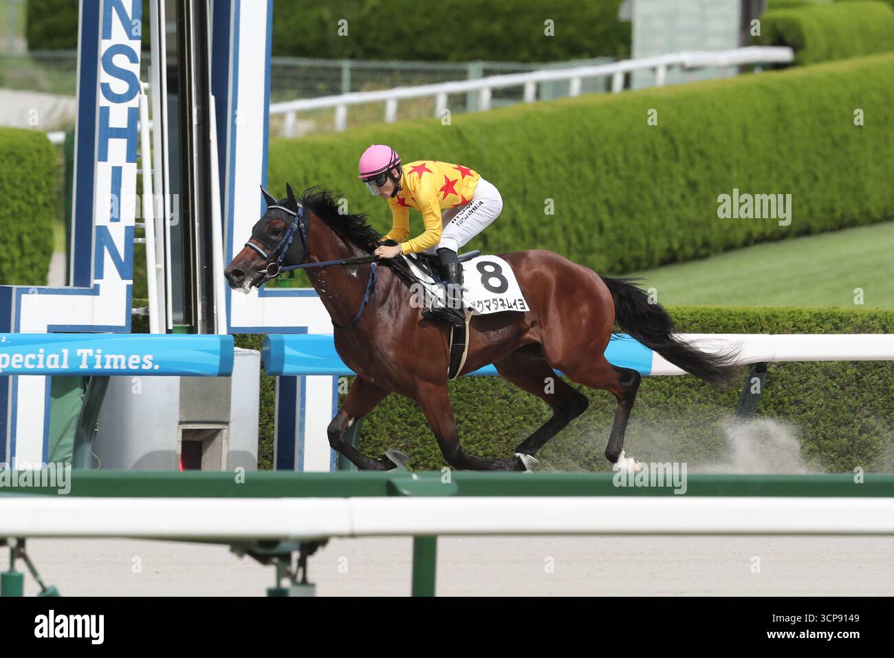 2025/09/21 HANSHIN 06R Boku Mada Nemuiyo / Atsuya Nishimura Jockey Hanshin Racecourse in Hyogo ...