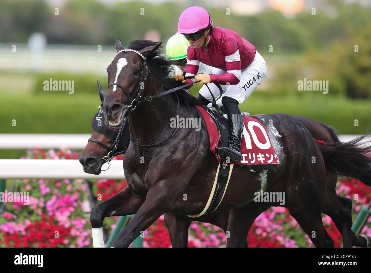 2025/09/21 HANSHIN 11R THE KOBE SHIMBUN HAI Eri King / Yuga Kawada Jockey Hanshin Racecourse in ...