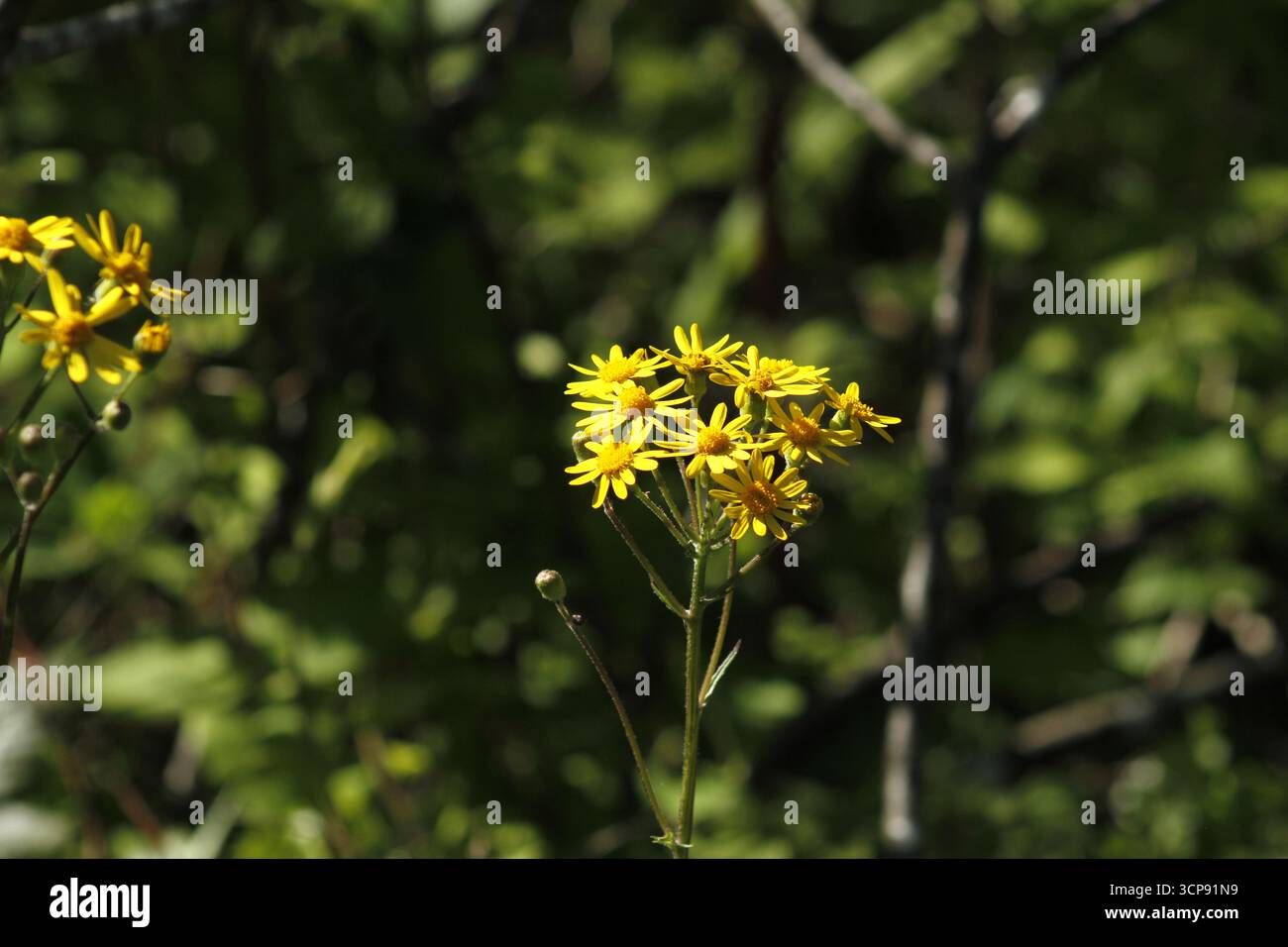 Close up blooming ragwort hi-res stock photography and images - Alamy