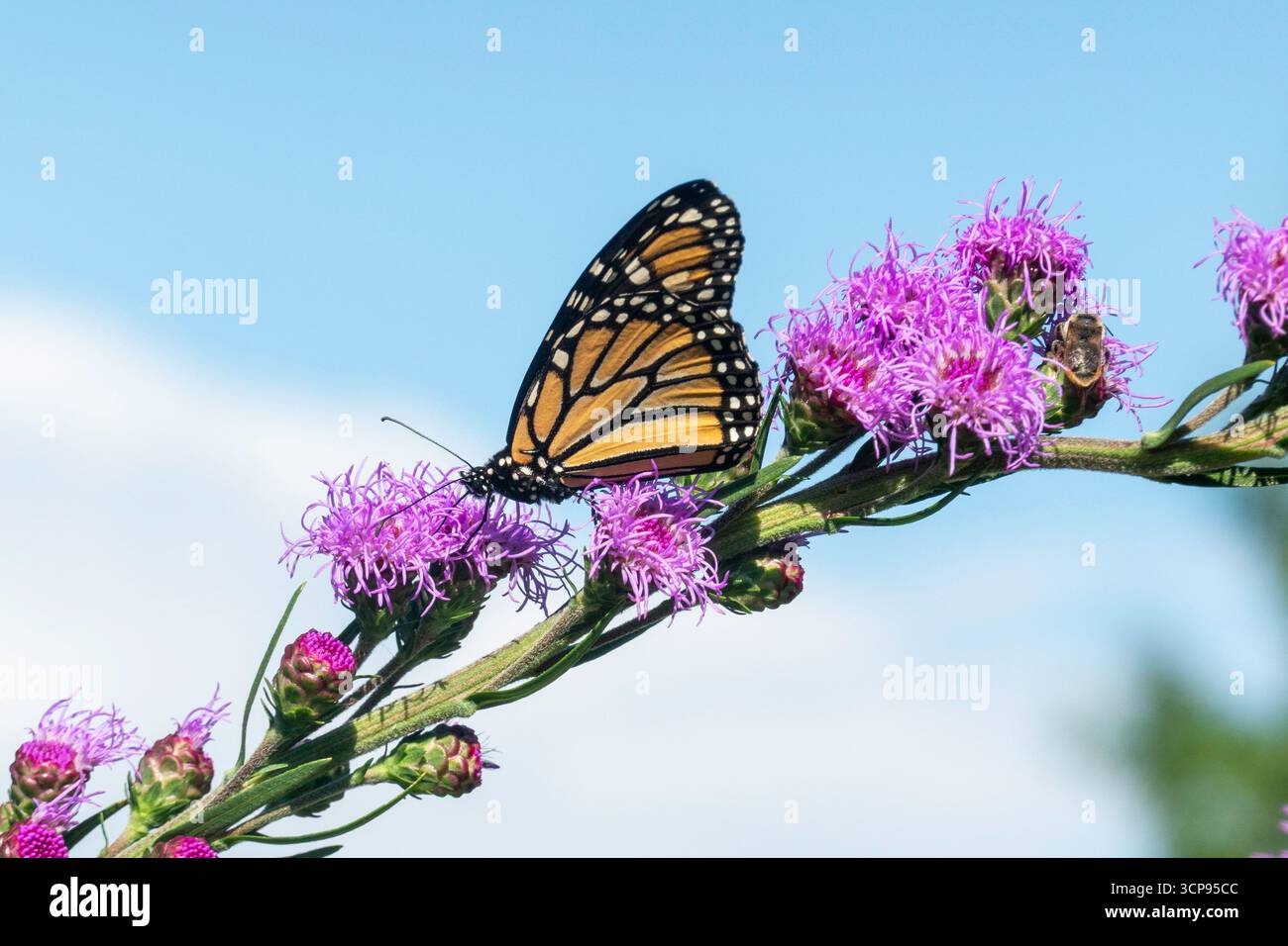 Monarch butterfly pollinating in hi-res stock photography and images ...