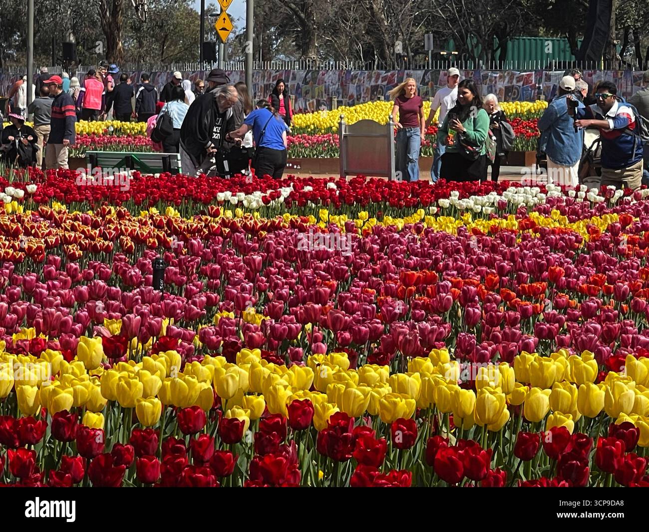 Canberra, Australia. 19th Sep, 2025. Spring flower seen displayed at ...