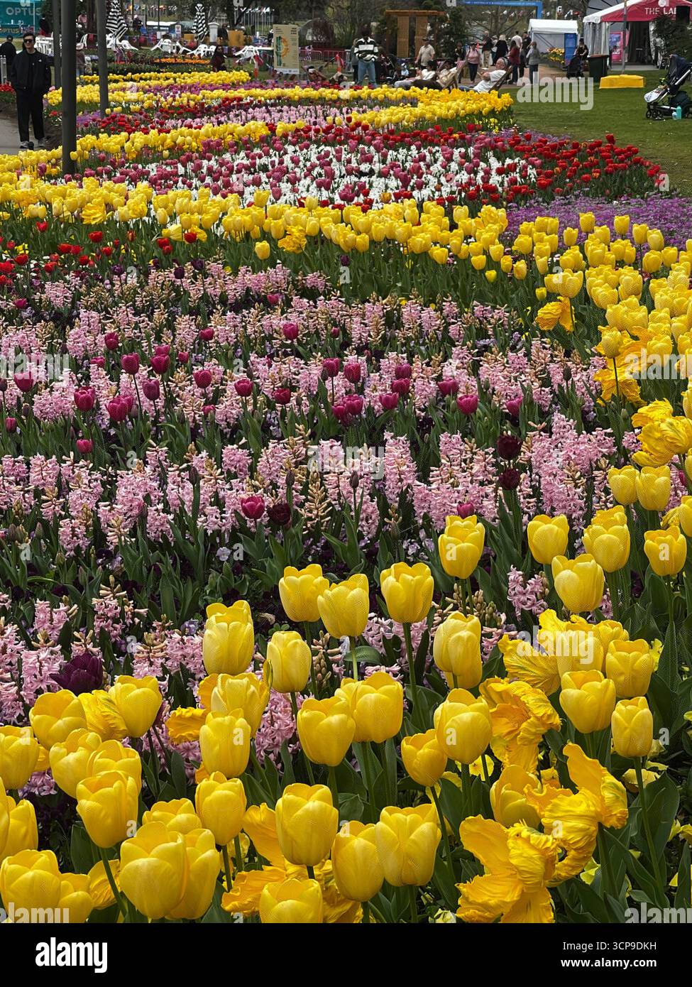 September 19, 2025, Canberra, Australia: Spring flower seen displayed ...