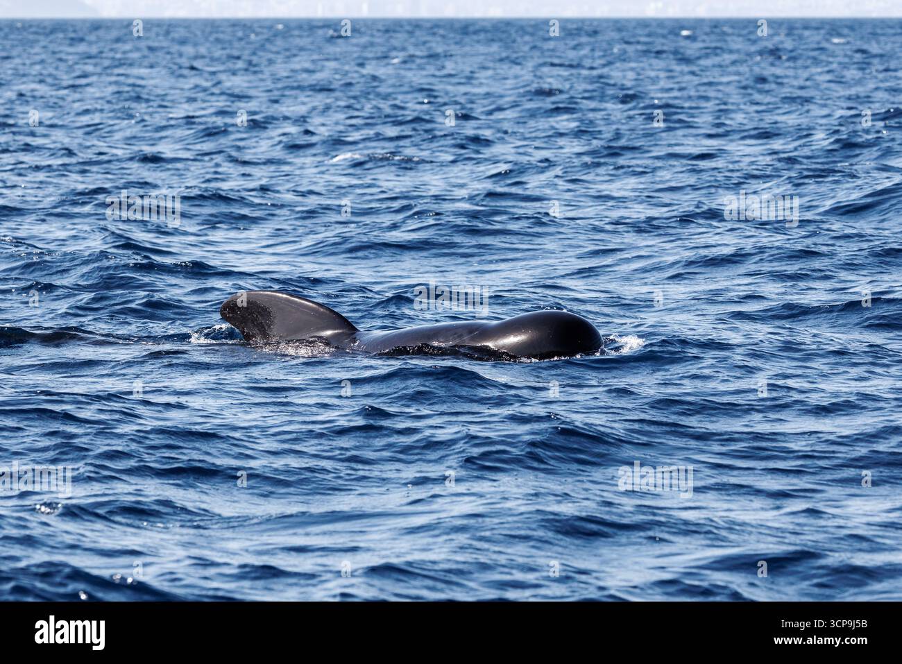 21 September 2025, Spain, Tarifa: A pilot whale swims in the waters of ...