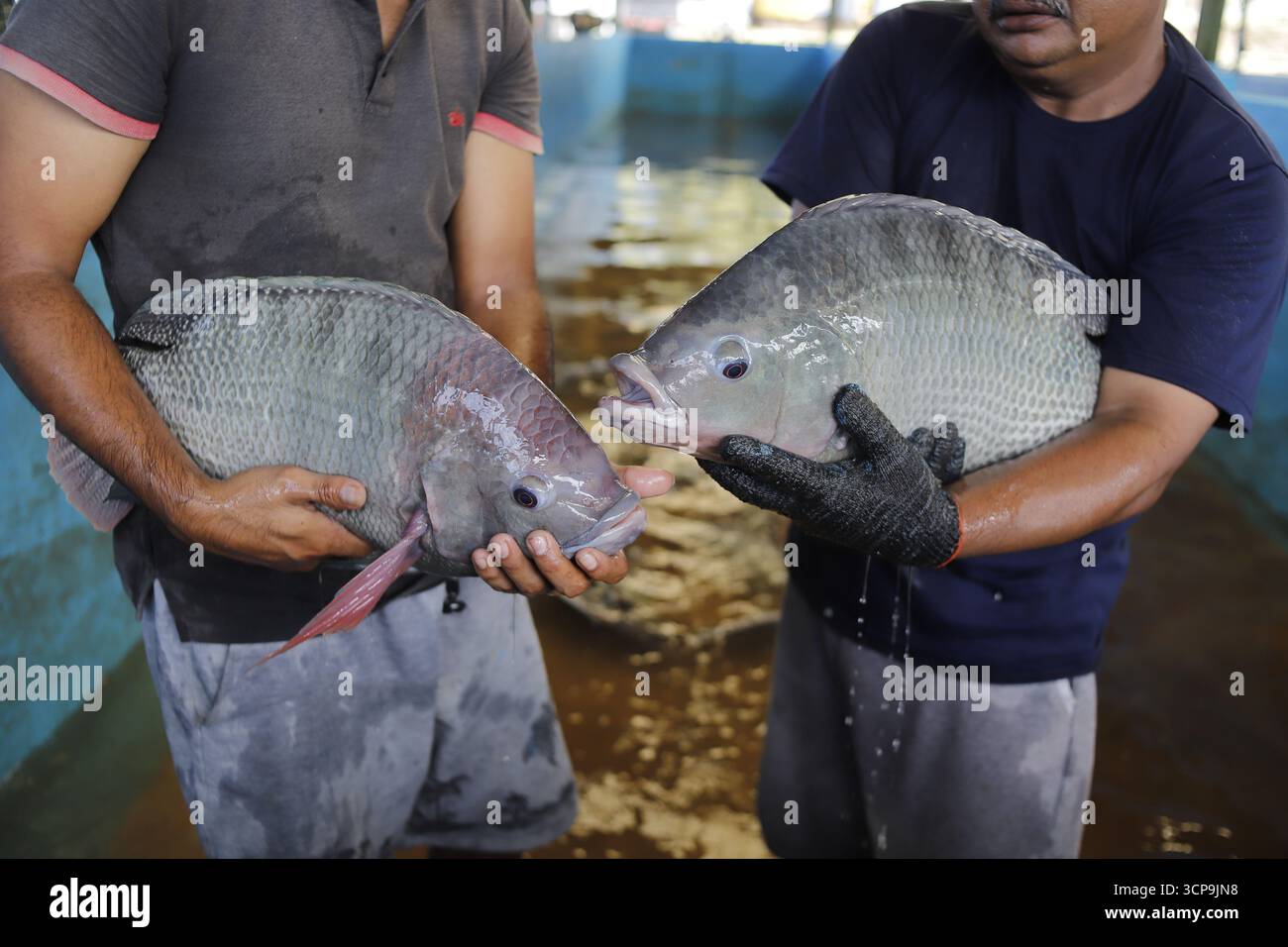 Tilapia broodstock hi-res stock photography and images - Alamy