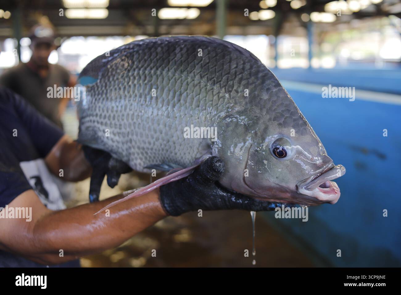 Aquaculture farmers hold quality tilapia yields in hand. Tilapia ...