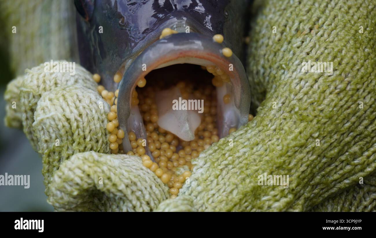 Fish reproductive system hi-res stock photography and images - Alamy