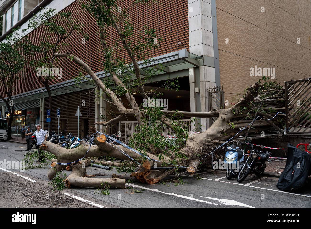 Hong Kong After Typhoon Ragasa A fallen tree on the road on September ...