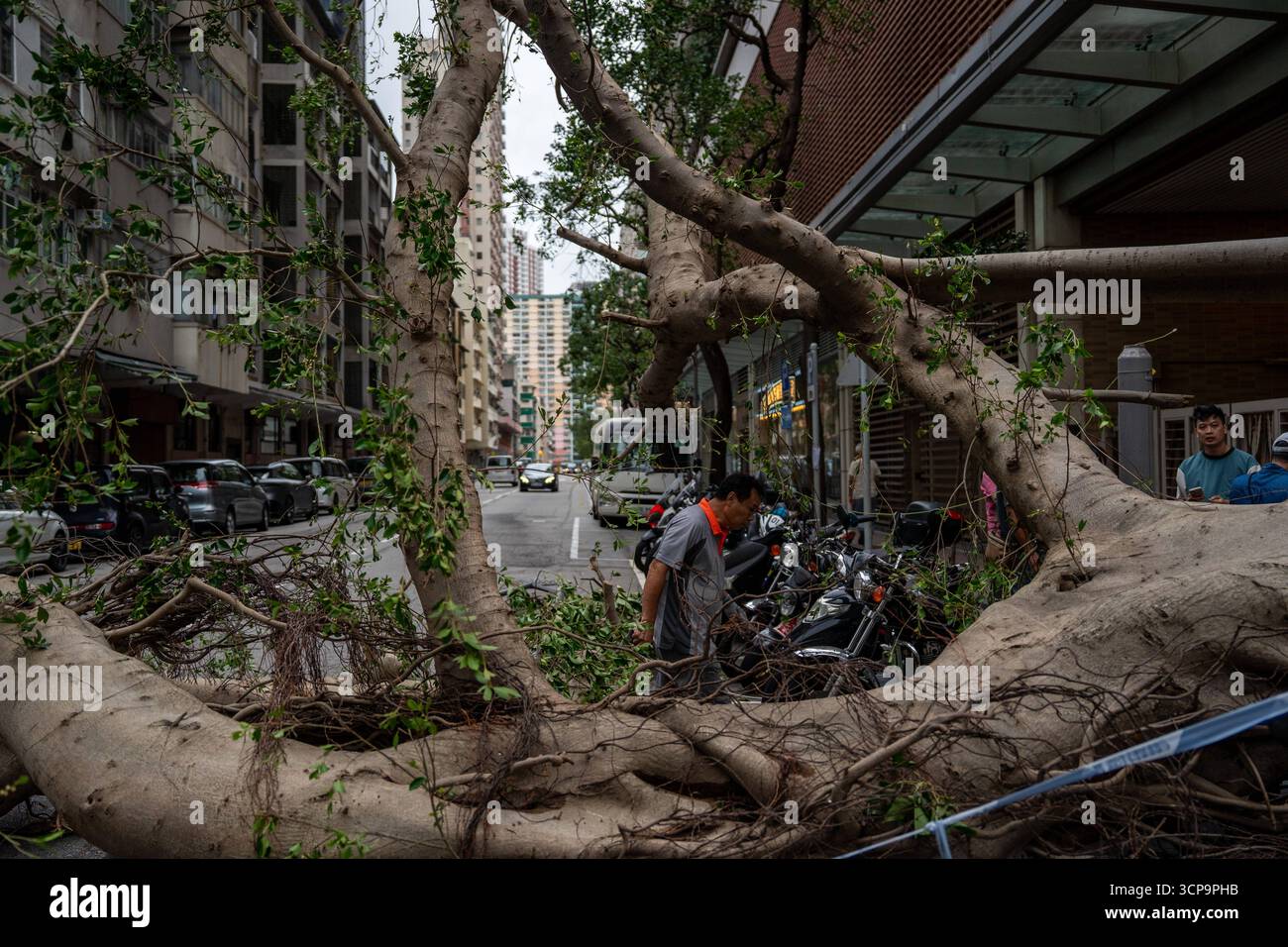 Hong Kong After Typhoon Ragasa A fallen tree on the road on September ...
