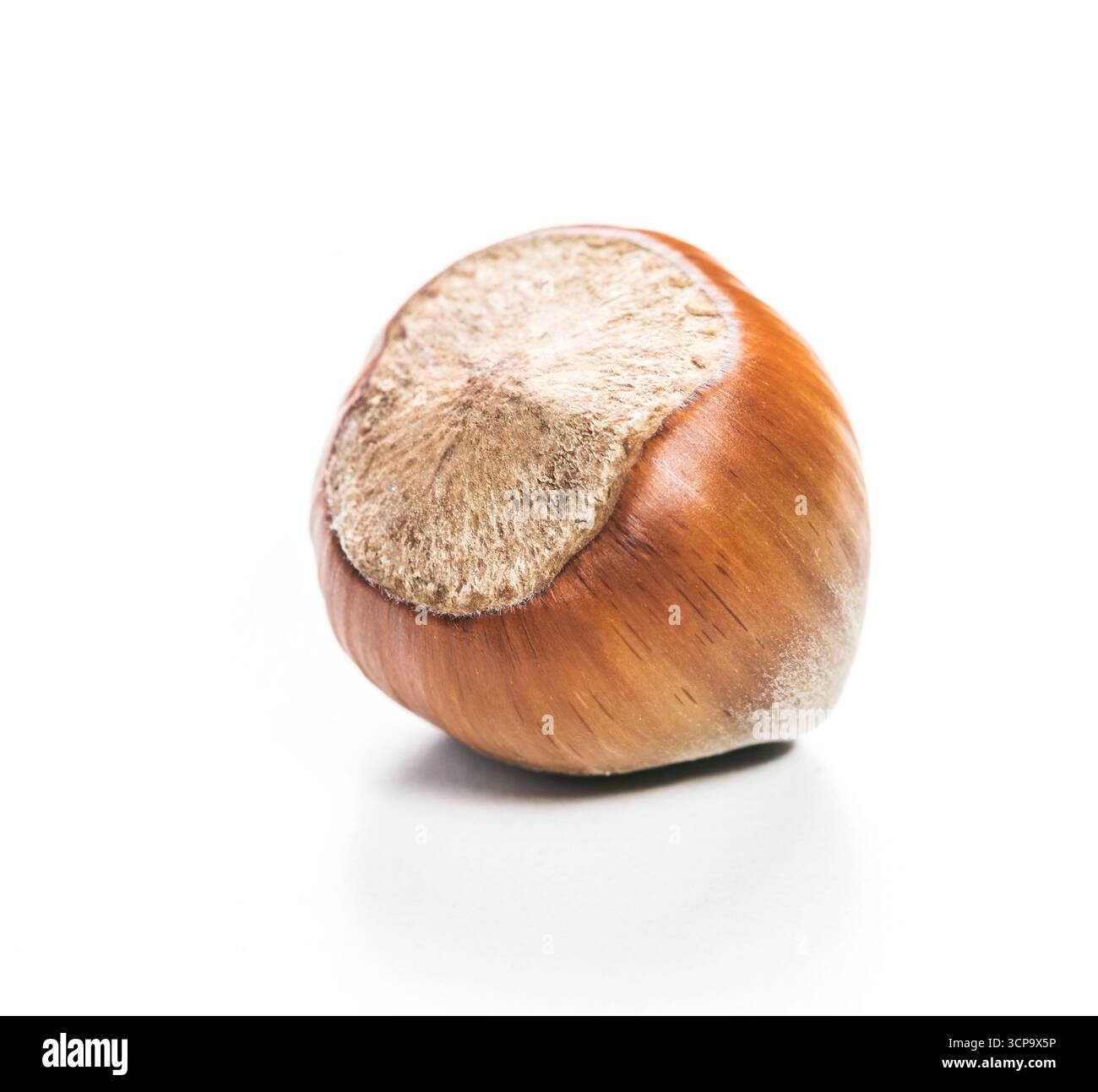 Unique round hazelnut with smooth shell and natural texture captured on ...