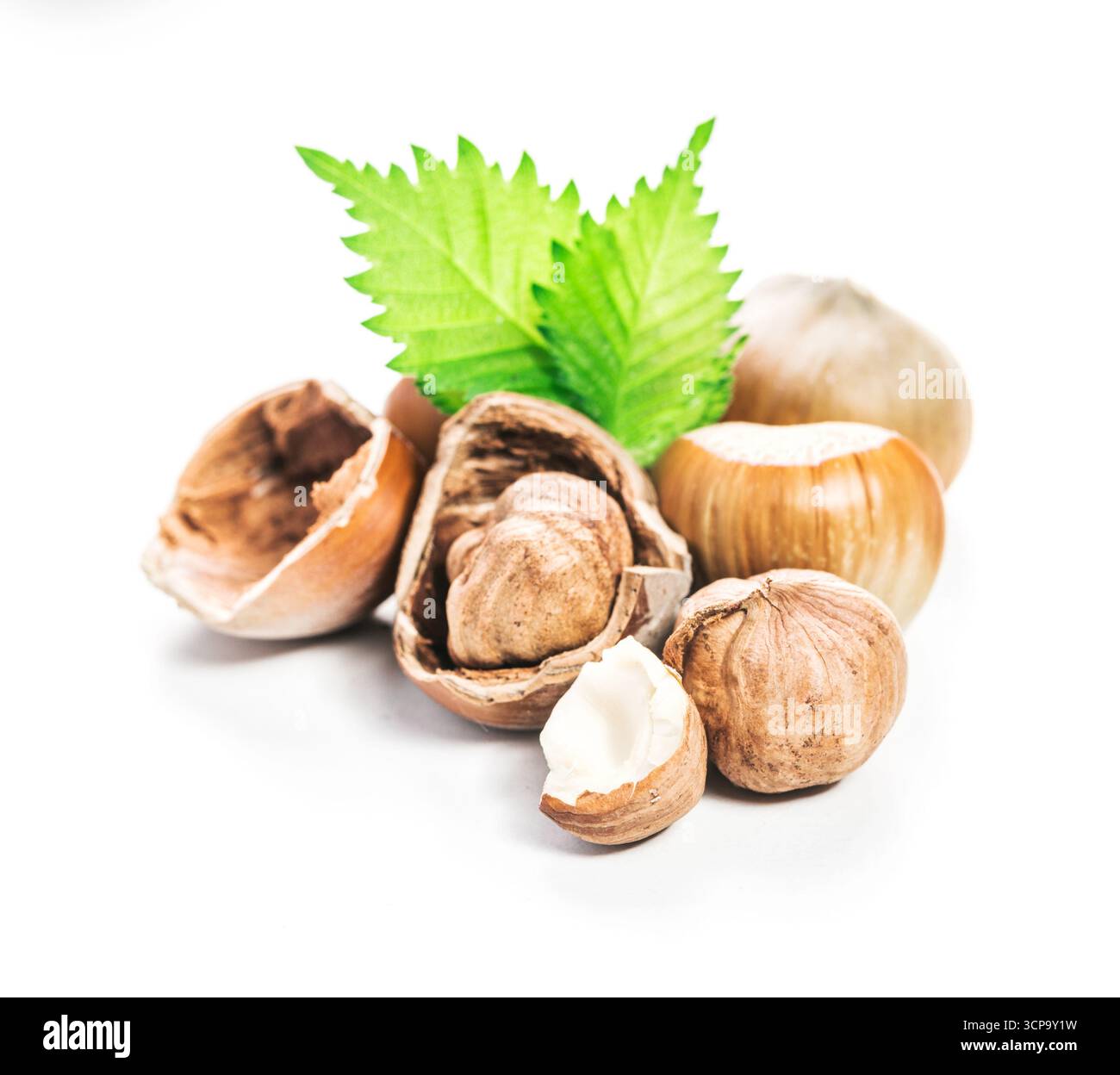Freshly harvested hazelnuts green hi-res stock photography and images ...