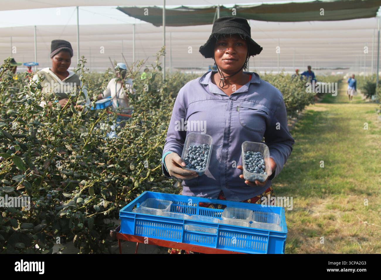 (250925) -- MASHONALAND WEST PROVINCE, Sept. 25, 2025 (Xinhua) -- A ...