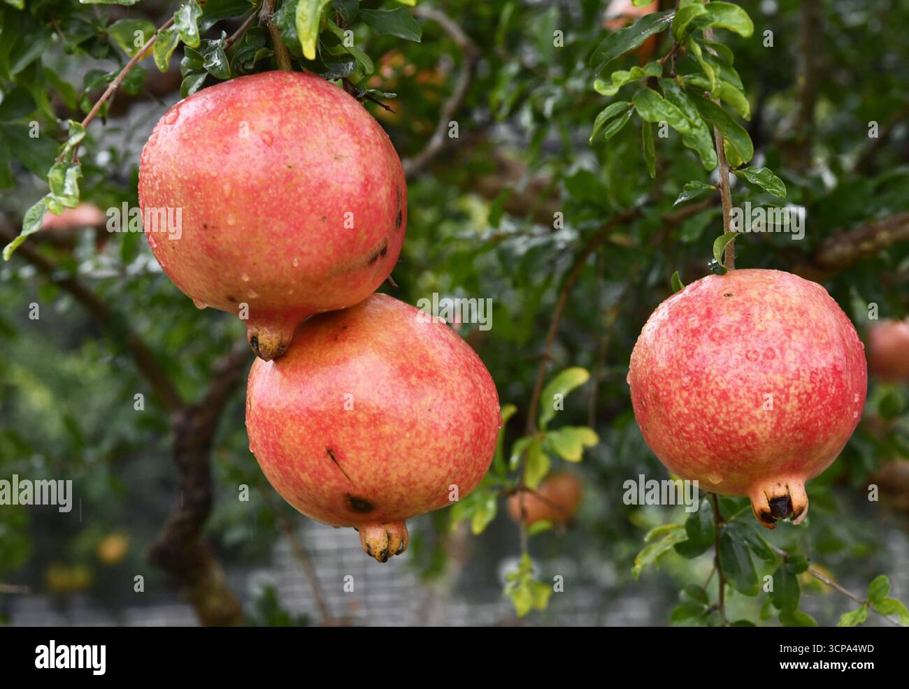 Pomegranates are ripe in Zaozhuang City, east China's Shandong ...