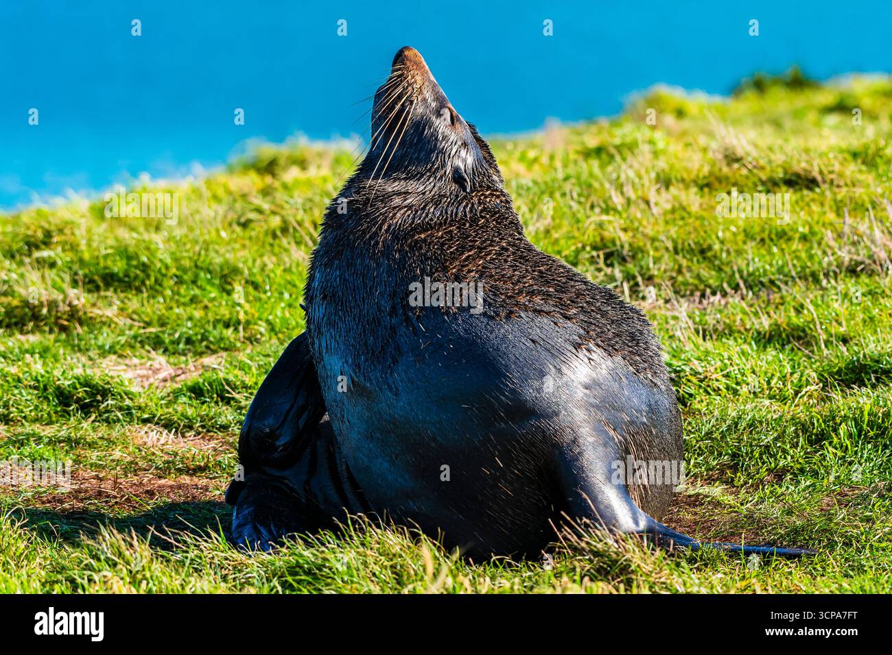Fur Seal (Arctocephalus forsteri) scratching and resting on the grass ...