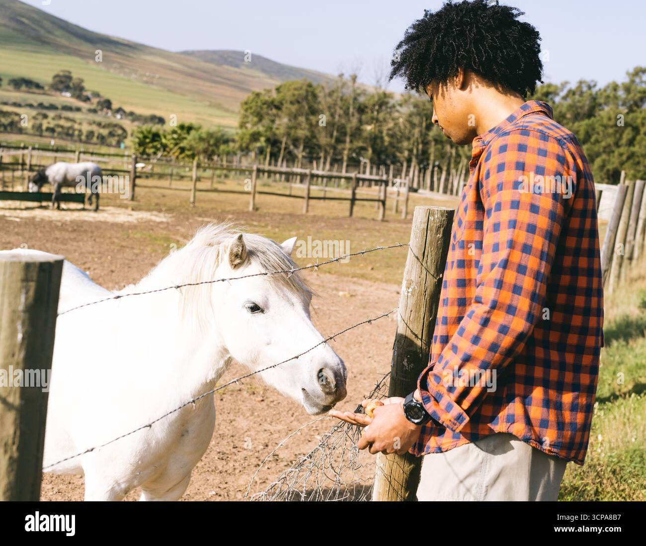 African American man feeding white horse through barbed-wire fence on ...