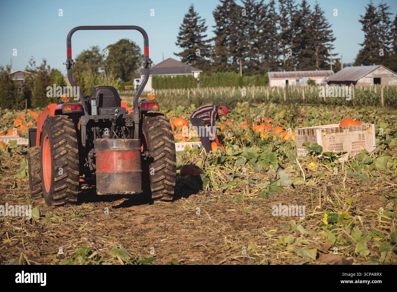 Mature man bending over picking pumpkins on rural farm into plastic ...