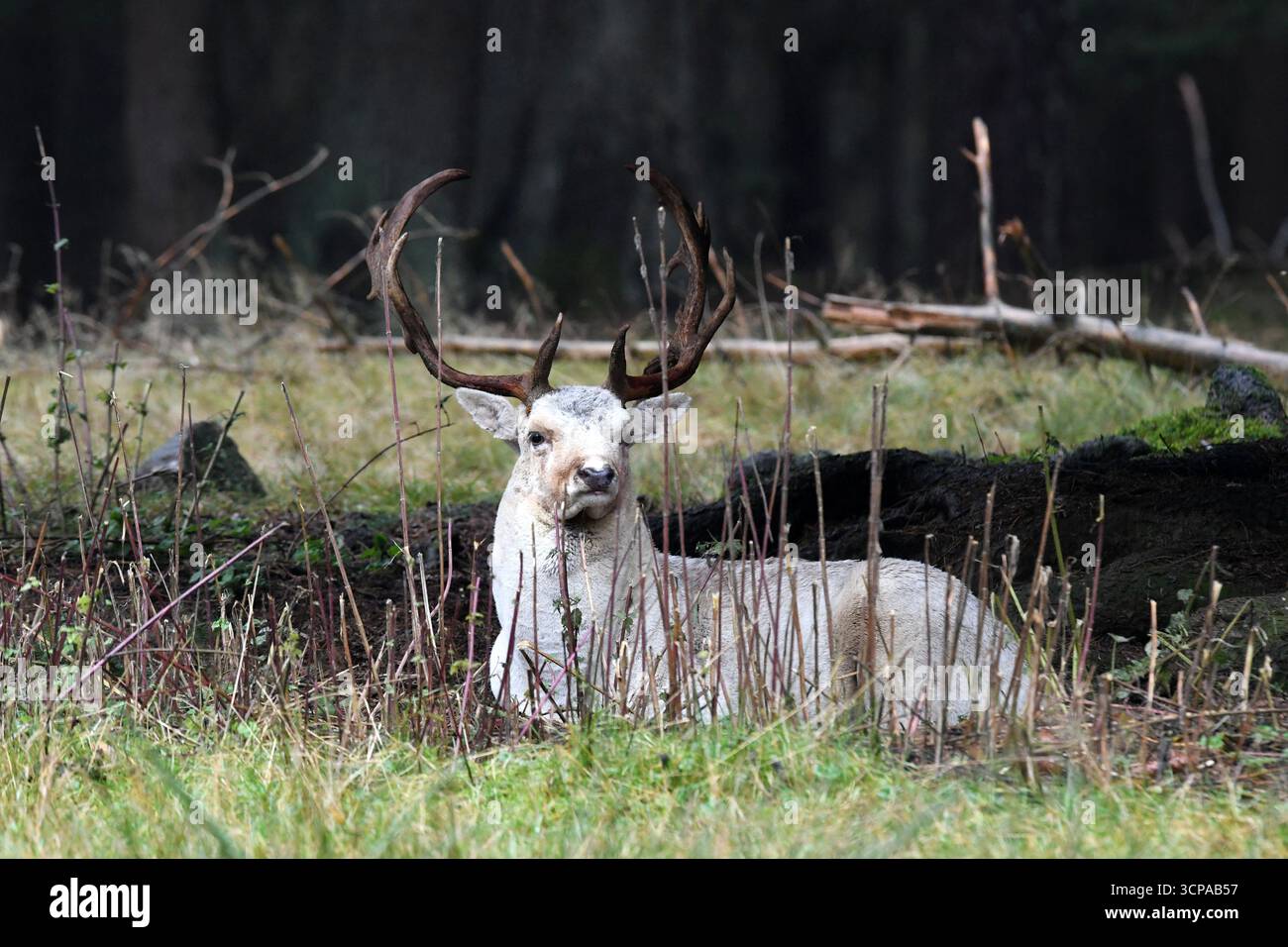 Kapitale damhirsche hi-res stock photography and images - Alamy