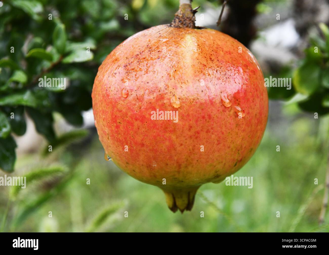 Pomegranates are ripe in Zaozhuang City, east China's Shandong ...