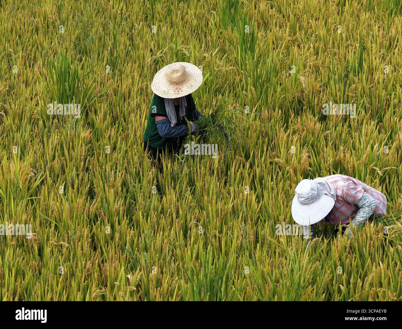 Aerial photo shows farmers working in the field in Yangzhou City, east ...
