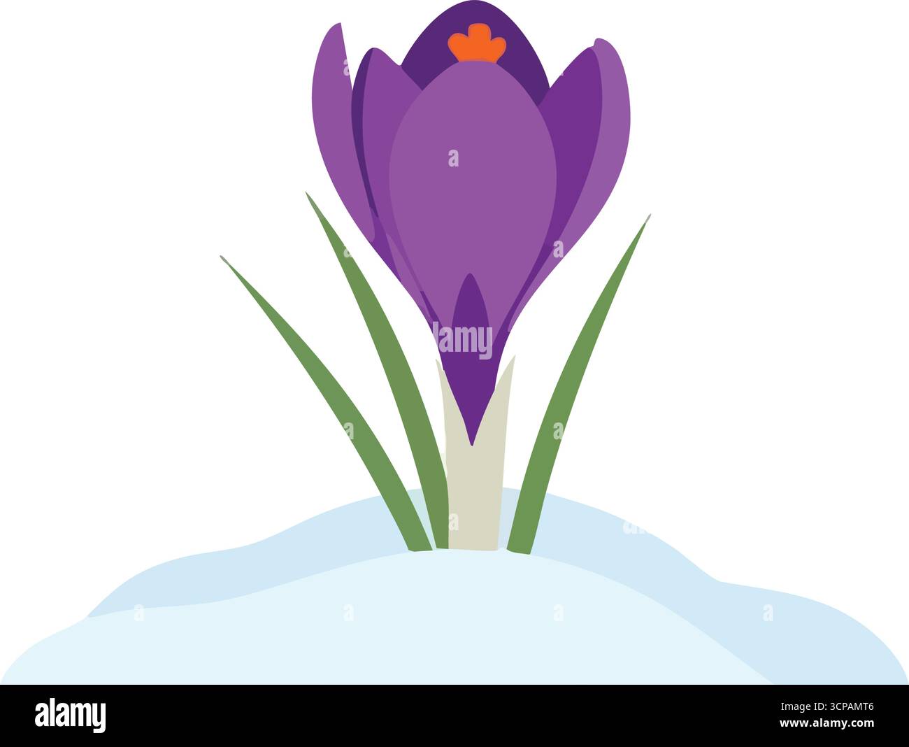 Purple crocus flower emerging Stock Vector Images - Alamy
