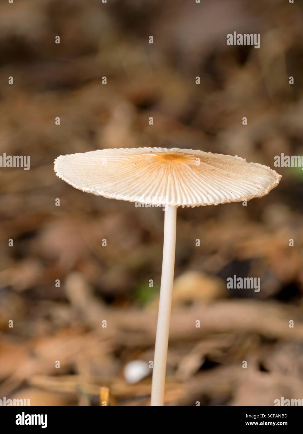 Thin cap edges hi-res stock photography and images - Alamy